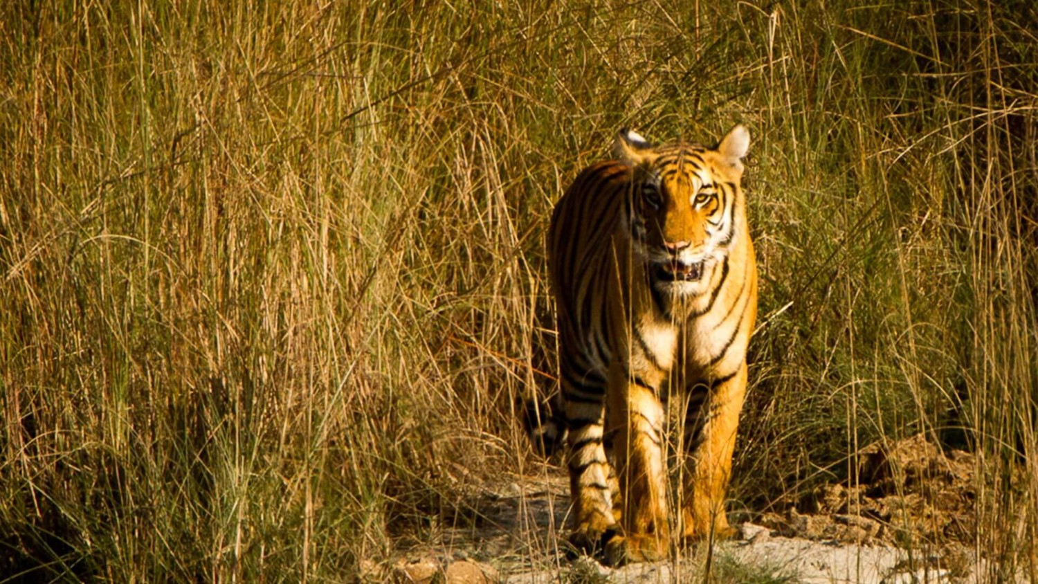 Bardiya National Park Tour in Nepal | Alliance Adventure | Alliance ...